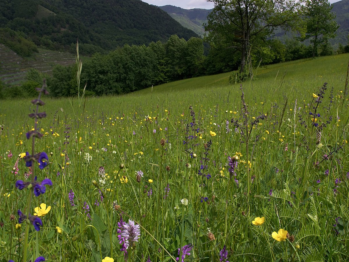 Region Wachau - Dunkelsteinerwald: Unsere Wiesen, unser Wert ...